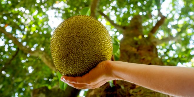 What the heck is Jackfruit? - thenutritionwatchdog.com