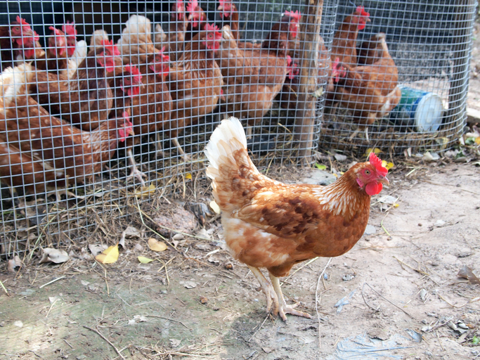 Why "cage-free" eggs are a SCAM - Plus the type of eggs that have 10x ...